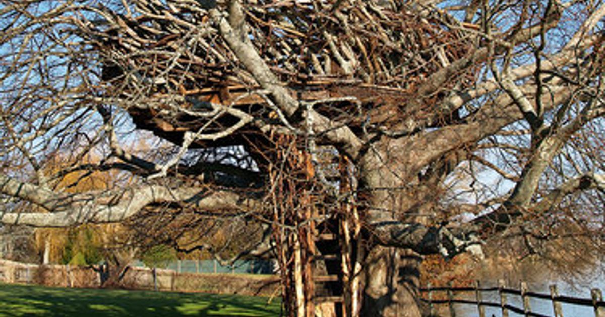 Lake-Nest Tree House | Architectuul