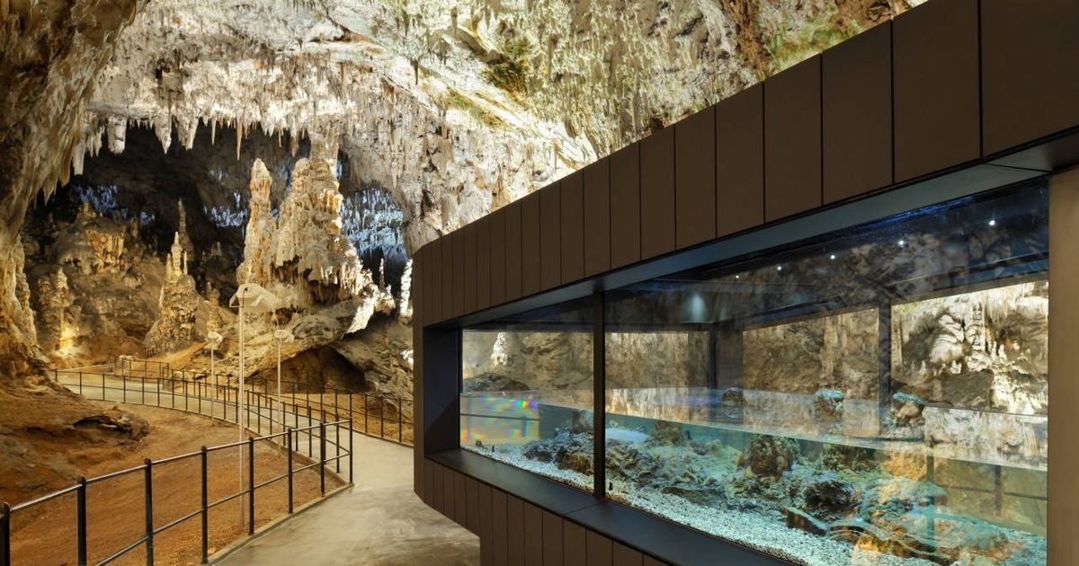 Human Fish Pool | Architectuul