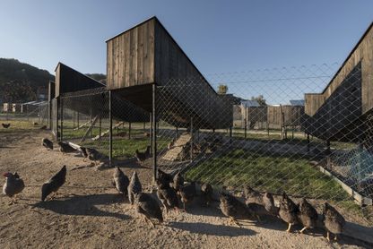 Chickenville | Architectuul
