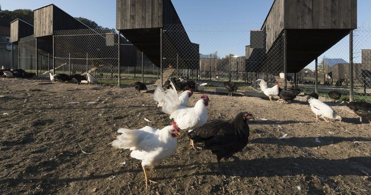 Chickenville | Architectuul