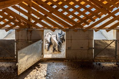 Ecological Farm of Black Slavonian Pigs | Architectuul