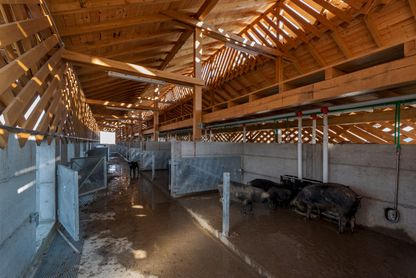 Ecological Farm of Black Slavonian Pigs | Architectuul