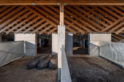 Ecological Farm of Black Slavonian Pigs | Architectuul