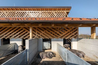 Ecological Farm of Black Slavonian Pigs | Architectuul